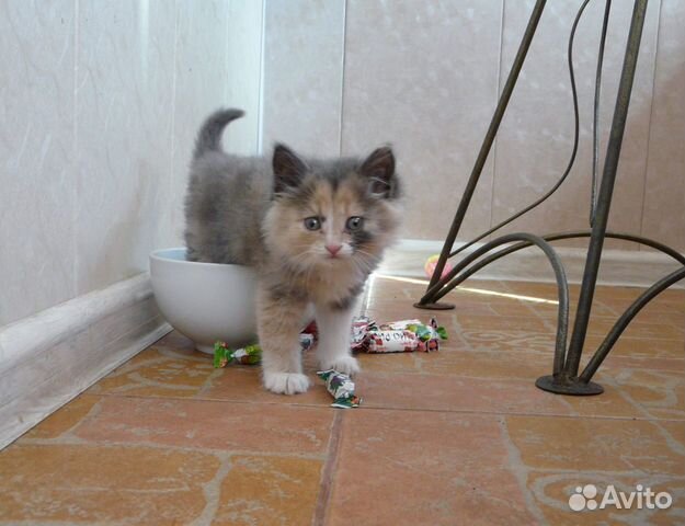 Котенок Шарлотта в добрые руки