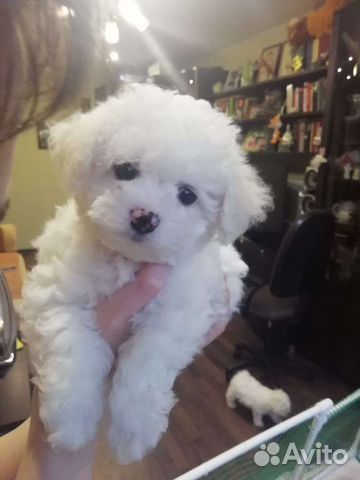 Красавица Бишон фризе