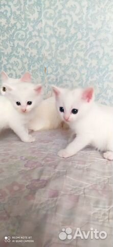 Отдам котенка в добрые руки