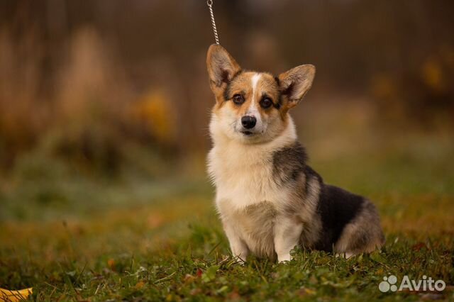 Вельш-корги пемброк