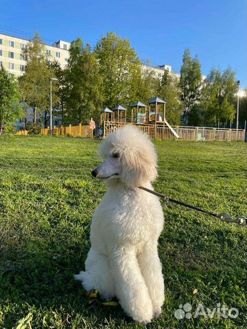 Королевский пудель (стандартный)