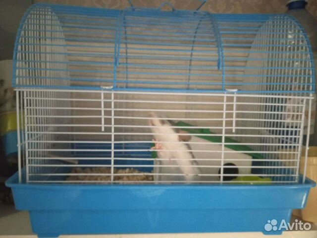 Крыса дамбо с клеткой