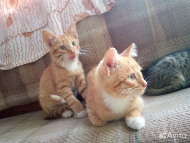 Рыжие котята в добрые руки