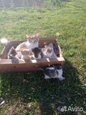Котята в добрые руки бесплатно