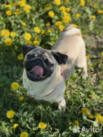 Мопс мальчик, вязка