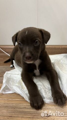 Щенок в добрые руки бесплатно мальчик