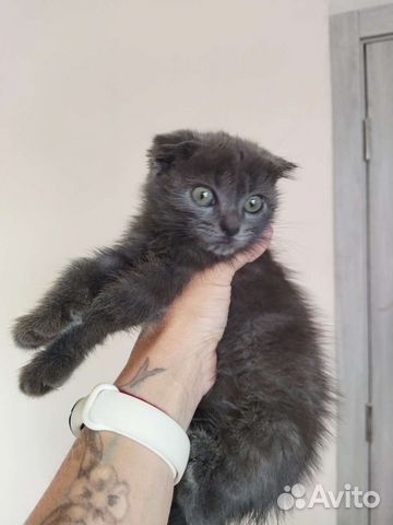 Вислоухий котенок