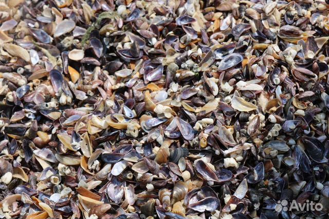 Грунт ракушка раковина мидий/гребешка, 0-3см