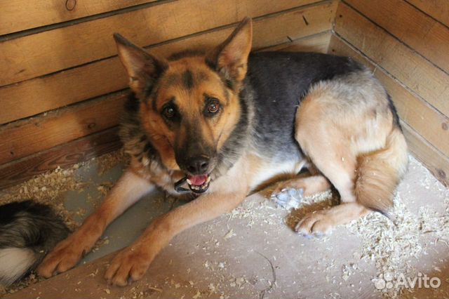 Мечтает однажды проснуться дома.спасите песика