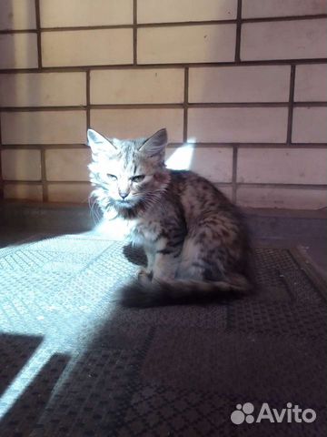 Отдам в добрые руки 2-х кошечек, желательно в ч/д