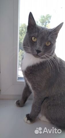 Шикарнецкий кот