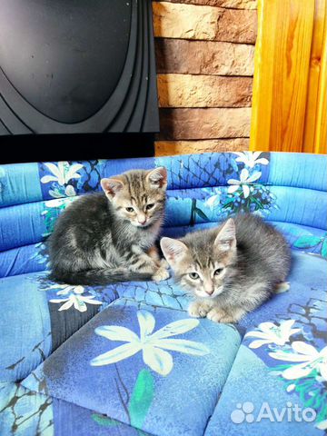 Кошки в добрые руки бесплатно