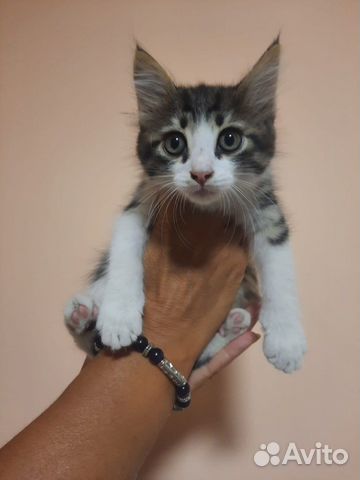 Котенок из Крыма
