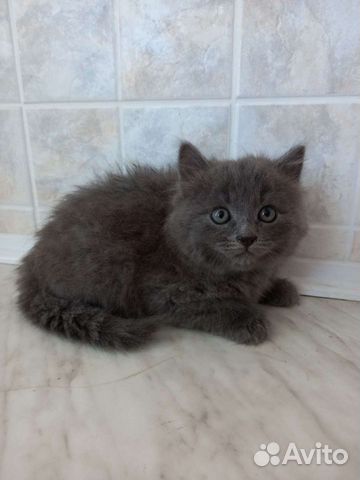 Котёнок мальчик