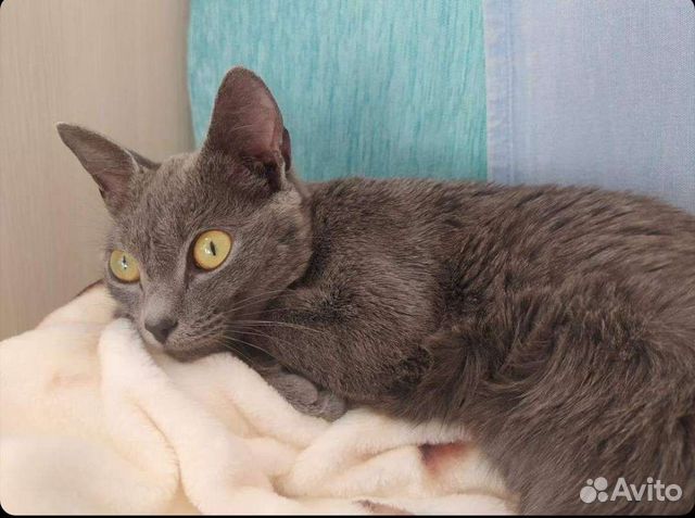 Кошечка 5 месяцев