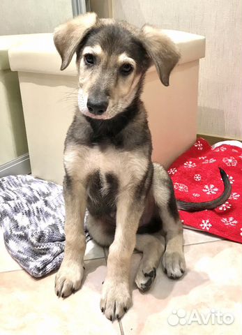 Дружелюбный щенок-мальчик