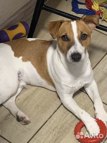 Щенок джек рассел