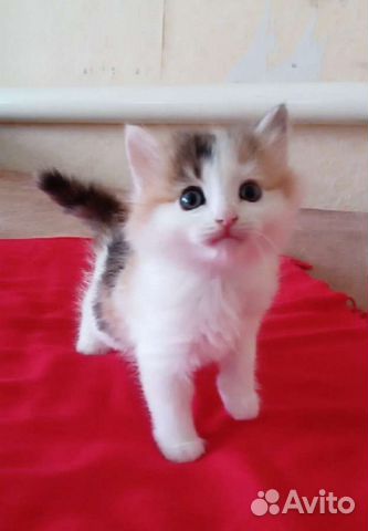 Кошка