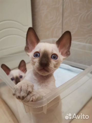 Котик корниш рекс