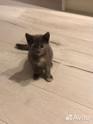 Котёнок девочка