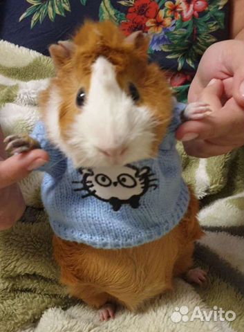 Морская свинка