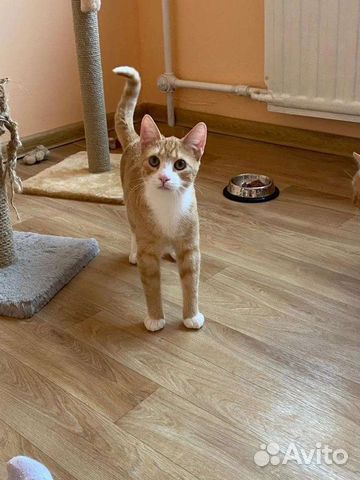 Котик в добрые руки