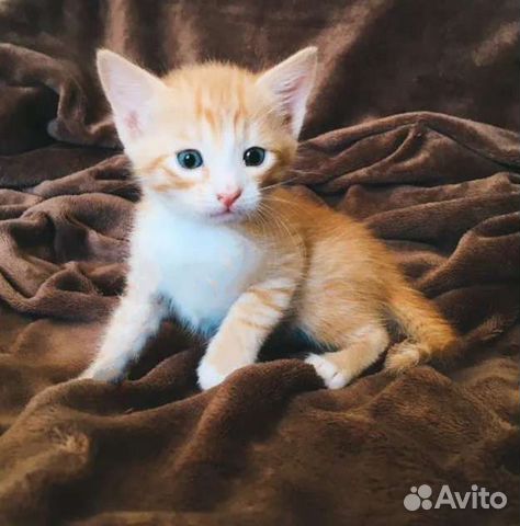 Котенок Бублик мес