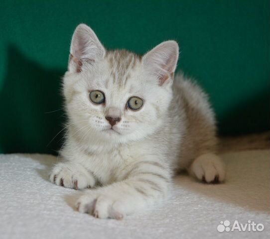 Шоколадный вискас