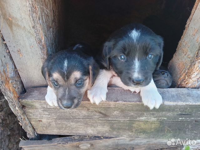 Отдам бесплатно щенков