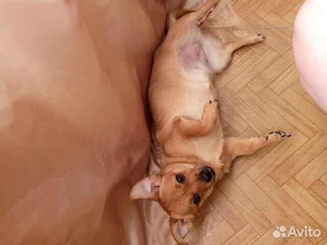 Отдам бесплатно