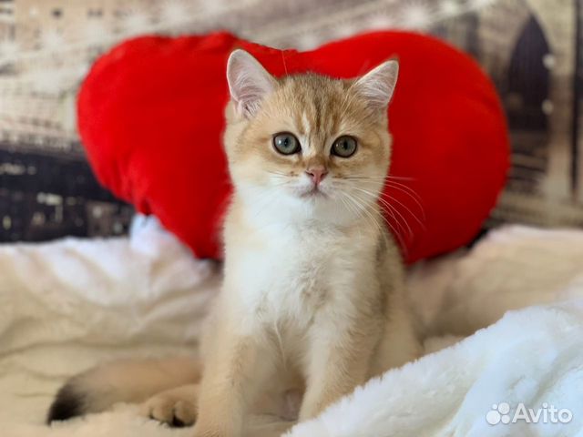 Котята золотой британской шиншиллы