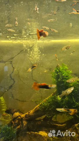 Гуппи рыбки аквариумные