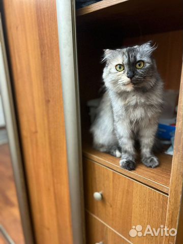 Кошечка с мистическим окрасом