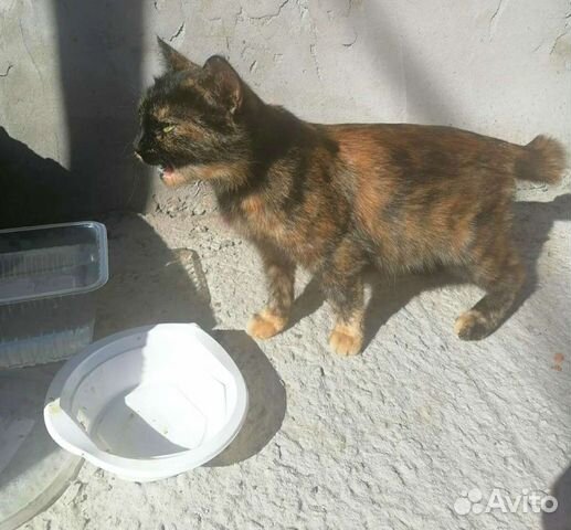 Ласковая, короткохвостая кошечка плачет под дождём