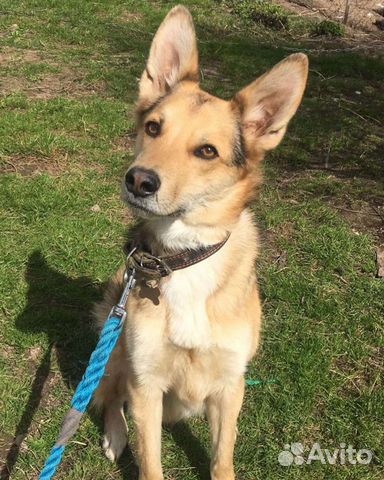 Собака в добрые руки