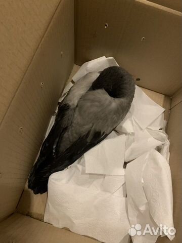 Птенец вороны в добрые руки