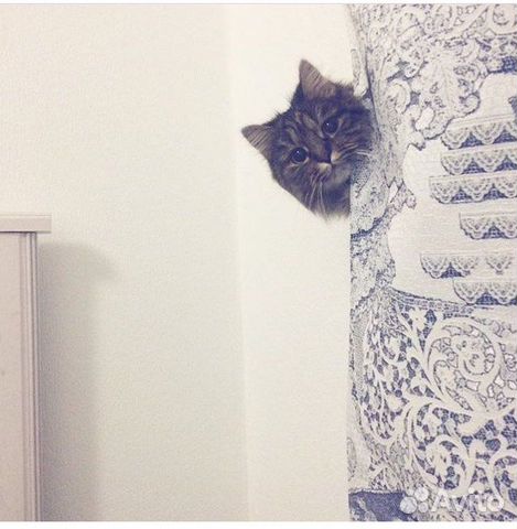 Сибирская кошка со спинальной травмой