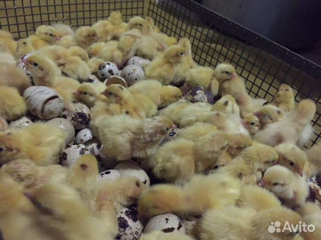 Перепела суточные