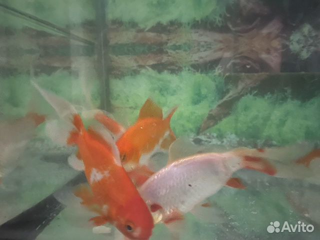 Рыба карп кои