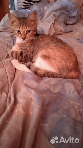 Ласковый котенок трехцветный