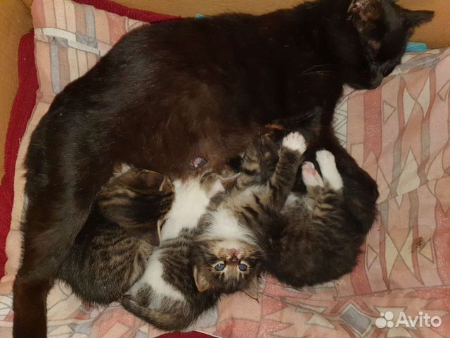 Четыре симпатичных котенка