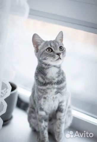 Кошка оч красивая