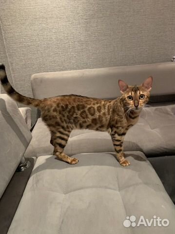 Бенгальская кошка 8 месяцев