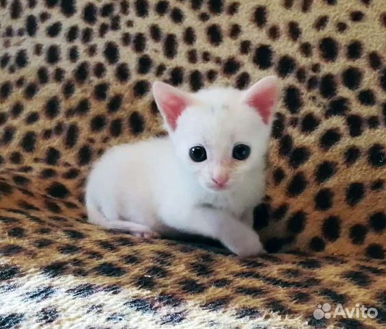 Котенок в квартиру