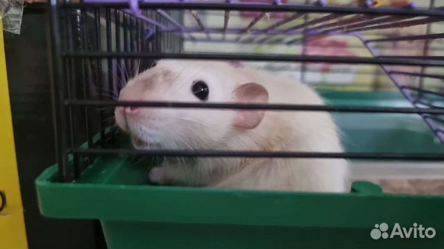 Крыса дамбо с клеткой