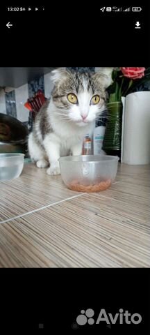 Кошка в дар бесплатно