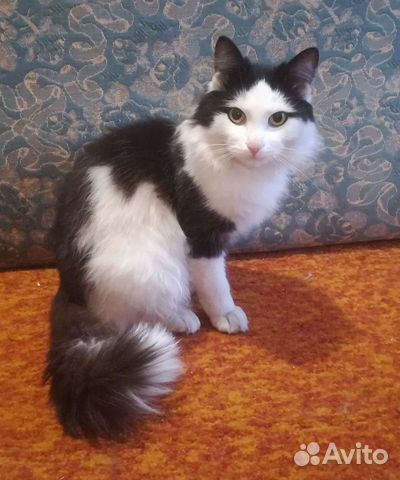 Молодой котик в добрые руки