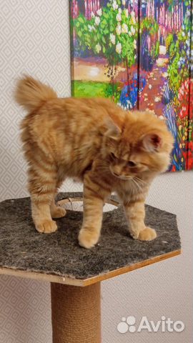 Курильский бобтейл, котёнок, продаю
