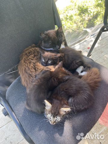 Котята в добрые руки