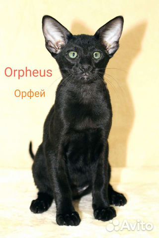 Ориентальные котята черные
